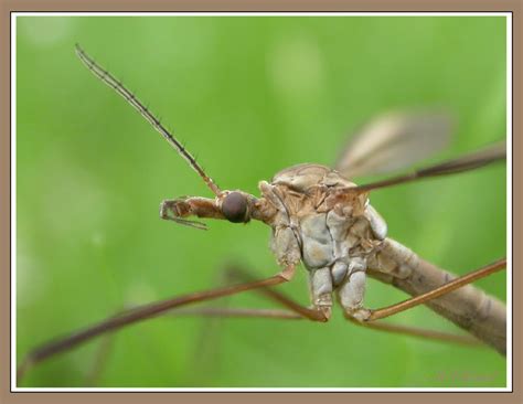 Le Cousin Association La Cicadelle