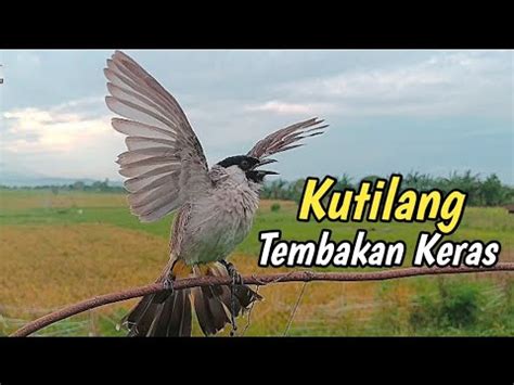 Suara Panggilan Burung KUTILANG Gacor Ampuh Tembakan Kencang YouTube