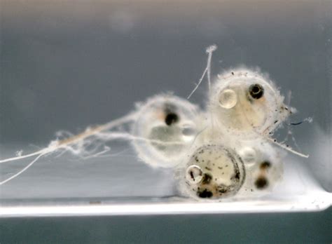 メダカが卵を産んだ｜正しい孵化方法と稚魚のお世話・飼育容器・管理方法｜東京アクアガーデン
