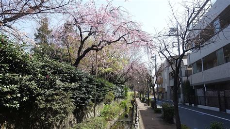 【full Hd】密蔵院の枝垂桜｜東京都大田区田園調布 Youtube