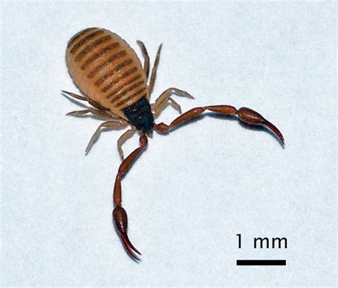 Bed Bug Size And Length Measurements