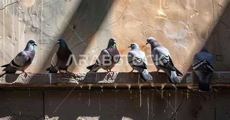 مجموعة من الحمام تقف على فناء لبيت سعودي قديم بناء أثري في المملكة