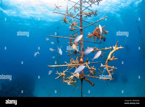 Coral Fragments Of Staghorn Coral Acropora Cervicornis Growing In A