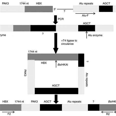 Schematic Figure Of Improved Inverse Nested Pcr Assay To Detect The Download Scientific Diagram