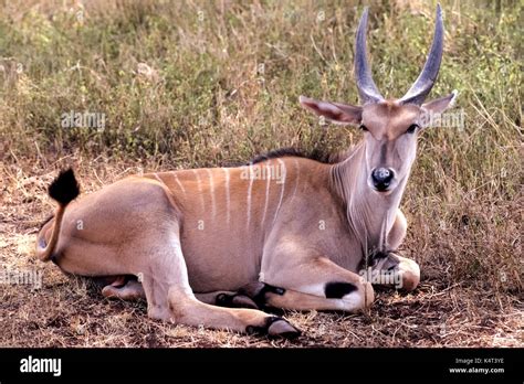 African Eland