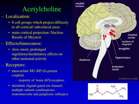 Ppt Monoamine Neurotransmitters Acetylcholine And Histamine