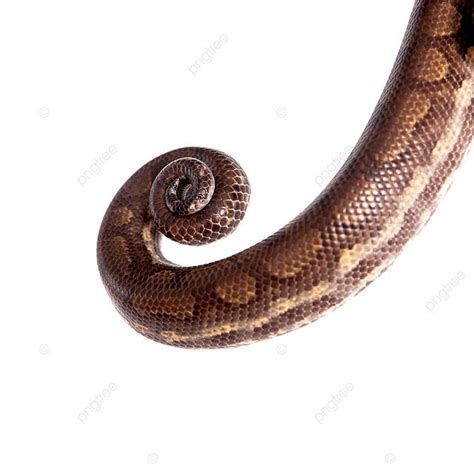 8 Família Python Fotos Imagens E Fundo Para Download Gratuito Pngtree