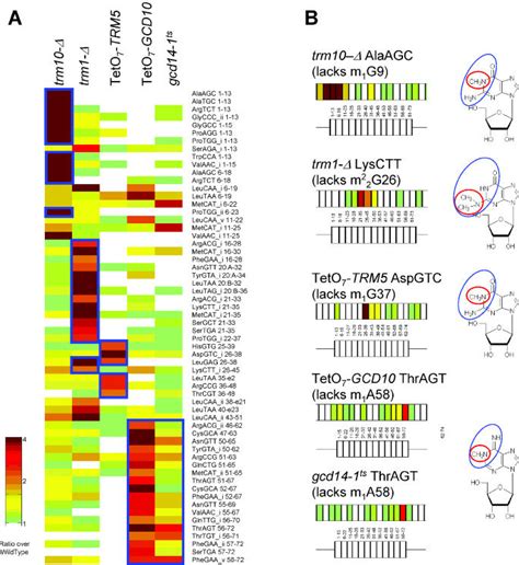 Trna Methylation Analyzed By Microarray A Three Different Types Of Download Scientific