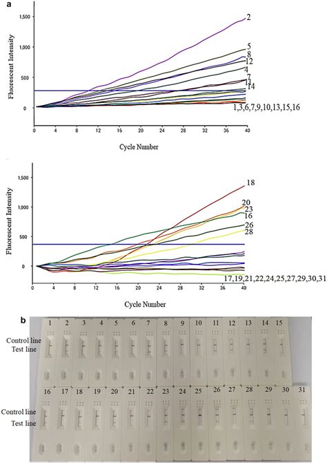 Detection Of Clinical Samples By Rpa Exo Rpa Lfd And Conventional