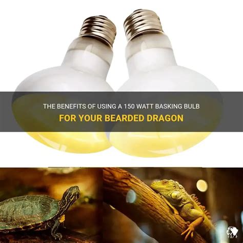 The Benefits Of Using A 150 Watt Basking Bulb For Your Bearded Dragon