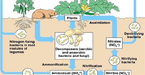 Science Definition And Process Ammonification