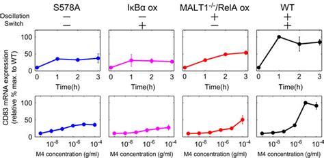 Gene Expression In The Presence And Or Absence Of Oscillation And
