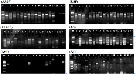 Rapd Pcr Product Banding Pattern For 17 Potato Soft Rot Bacterial