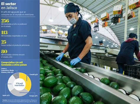Aguacate De Jalisco Sale A Estados Unidos Primer Cargamento Grupo Milenio