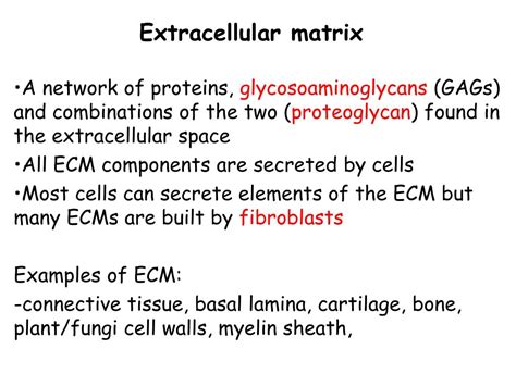 Ppt Chapter 19 Cell Junctions And The Extracellular Matrix