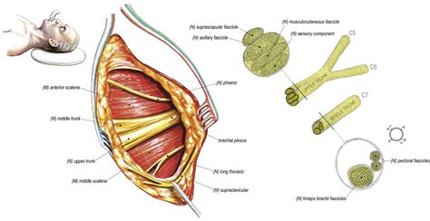 Supraclavicular Nerve Cadaver