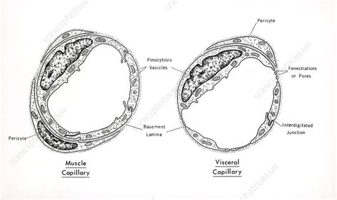 Continuous Capillaries Histology