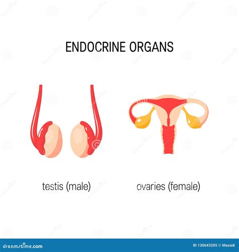 Testis Cartoon Vector 17377931
