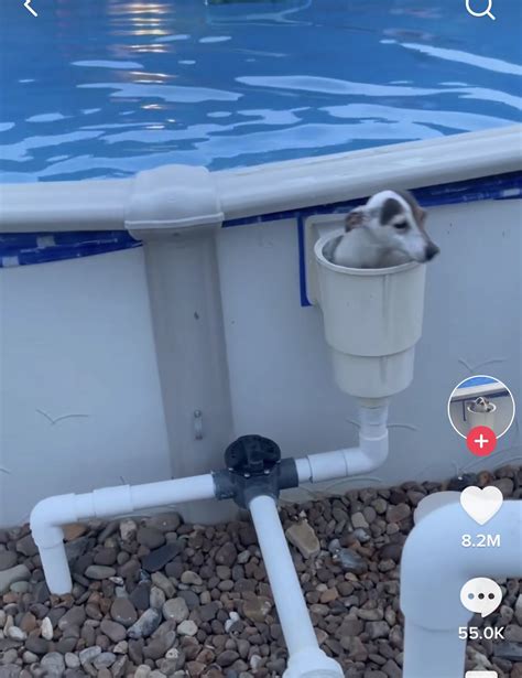David Mack On Twitter Omg The Jack Russell From Tiktok That Swam Up