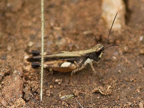 African Grasshoppers African Nature