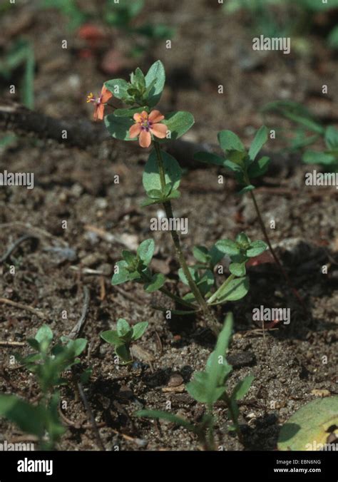 Common Pimpernel Scarlet Pimpernel Poor Mans Weatherglass Anagallis