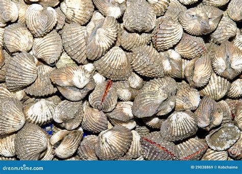Group Of Ark Shell Stock Image Image Of Black Group 29038869
