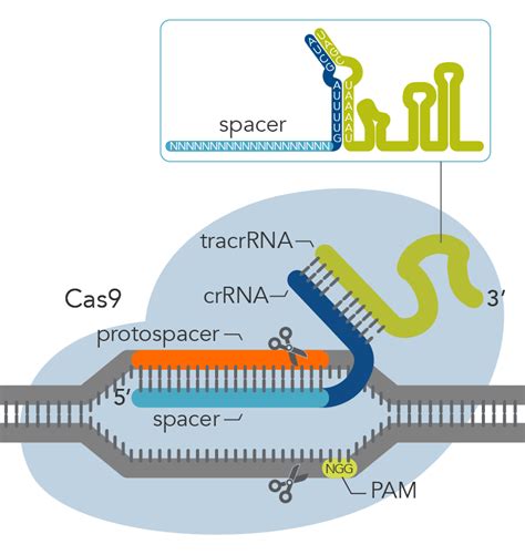 Crispr Cas9 презентация