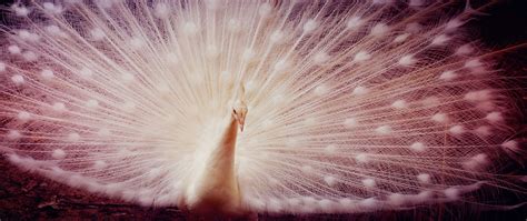 Peacock White Hd Images