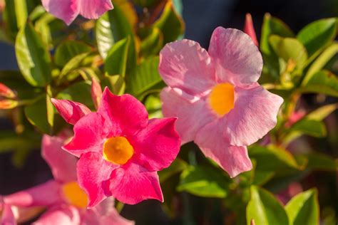 Mandevilla Plant Care Growing Guide