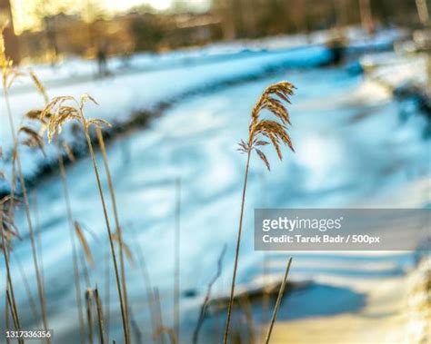 tarek badr photos and premium high res pictures getty images