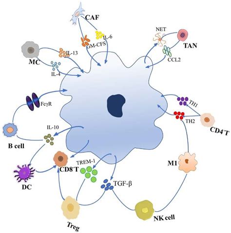 Interactions Between Tams And Other Cells In The Tme The Tme Mainly