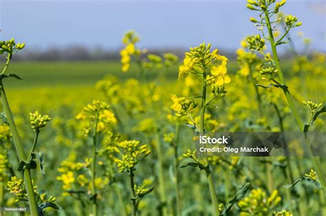 유채 꽃밭 피는 카놀라 꽃이 닫힙니다 노란 콜자 기름 씨앗 농업 브라시카 나푸스 피는 풍경 녹색 에너지 유채 작물 계절에 대한 스톡 사진 및 기타 이미지 Istock