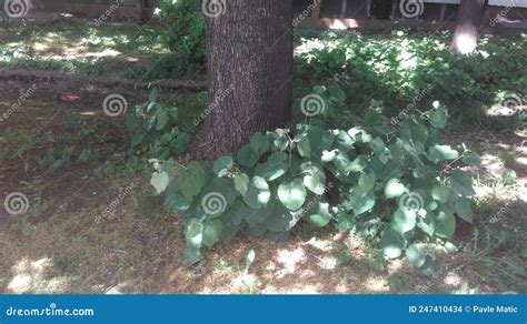 Nature Outdoors in Sunny Time Stock Photo - Image of sunny, plants ...