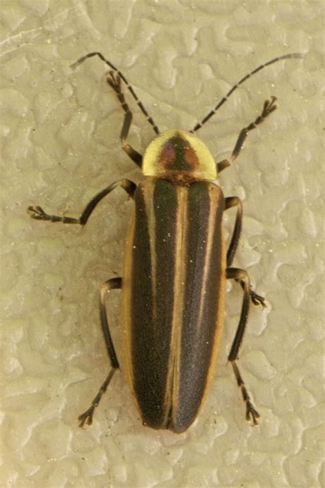 Pin By Pgin On Insects And Arthropods And Worms Animal Groups Arthropods