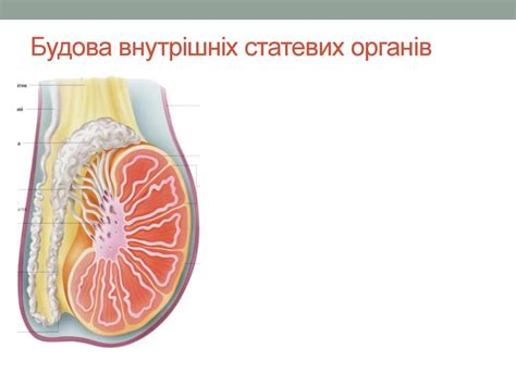 Спланхнологія вчення про внутрішні органи презентация онлайн