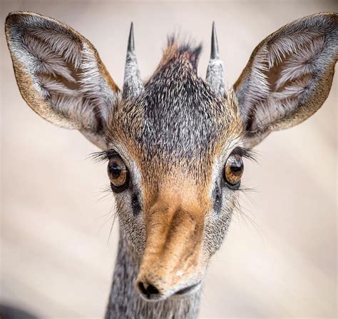 آخرین خبر تصاویری جالب از دیک دیک