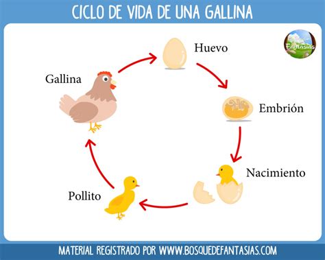 Fichas Con Los Ciclos De Vida De Los Seres Vivos Para Primaria