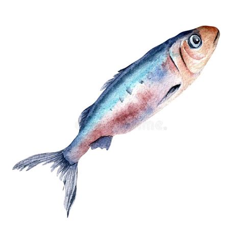 Sardine Tin Illustration Stock Illustrations 936 Sardine Tin