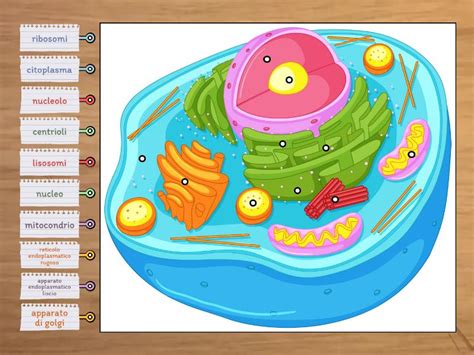 Cellula Eucariote Animale Immagini Con Bollini