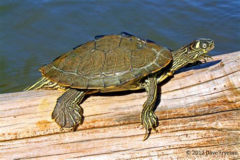 Missouri Turtles Flashcards