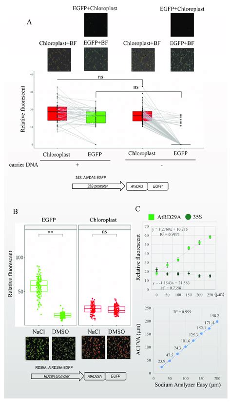 Broad Applicability Of Acfva With Plant Cells A Transfection Download Scientific Diagram