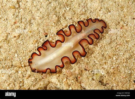 Brown Flatworm
