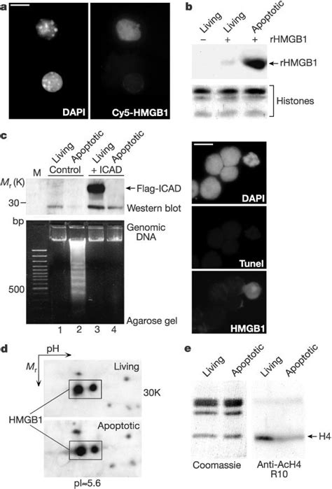 Release Of Chromatin Protein HMGB By Necrotic Cells Triggers Inflammation Nature