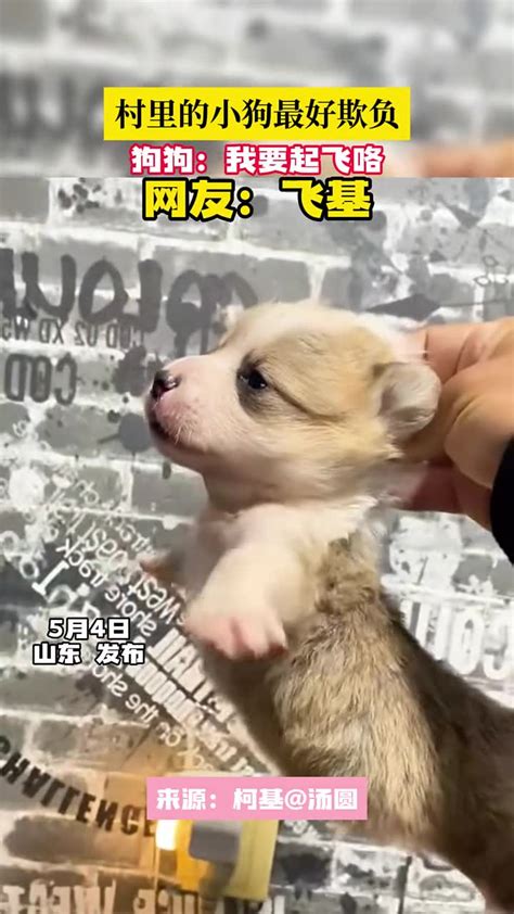 村里的小狗最好欺负 狗狗：我要起飞咯网友：飞基