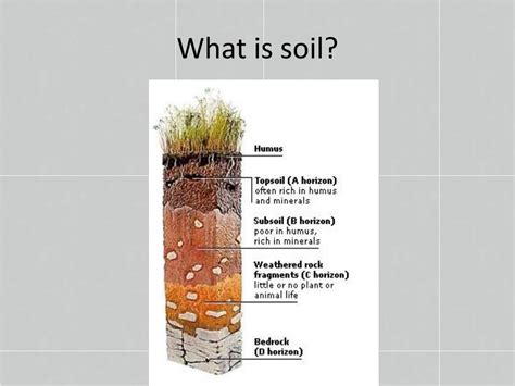 PPT Plants And Soil PowerPoint Presentation Free Download ID 2476147
