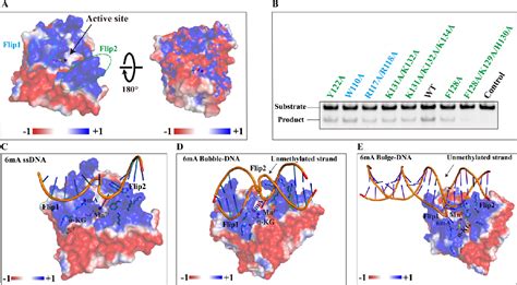 Figure 8 From Structural Basis Of Nucleic Acid Recognition And 6ma Demethylation By