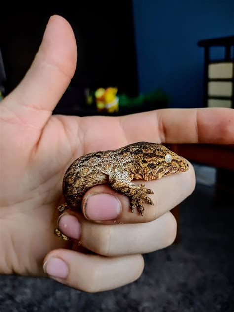 The New Leechie Me And My Girlfriend Got Its So Colorful R Reptiles
