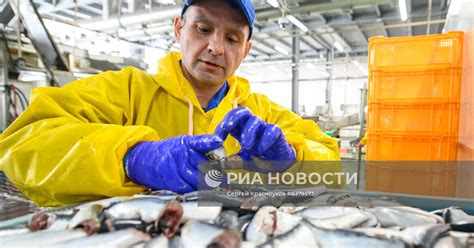 Производство рыбных консервов в Сахалинской области | РИА Новости Медиабанк