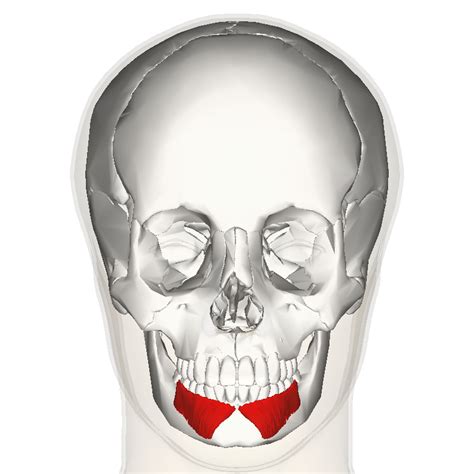 Depressor Labii Inferioris Origin Mandible Between Anterior Midline