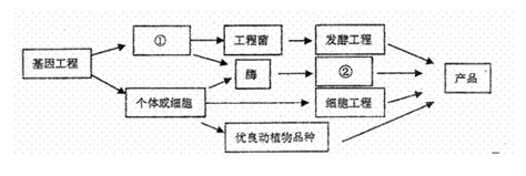 4 微生物基因工程制造的药物主要是人源性蛋白质产品 示意图举例如下 人基因中编码蛋白质的核苷酸序列与用限制酶切开的c结合 构建成d 将其